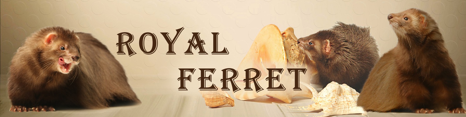 Питомник хорьков Royal Ferret из GdF | Royal Ferret-семейный питомник ...
